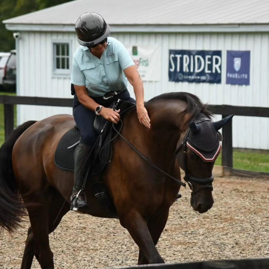 Arro Helmet – AMS Saddlery Limited